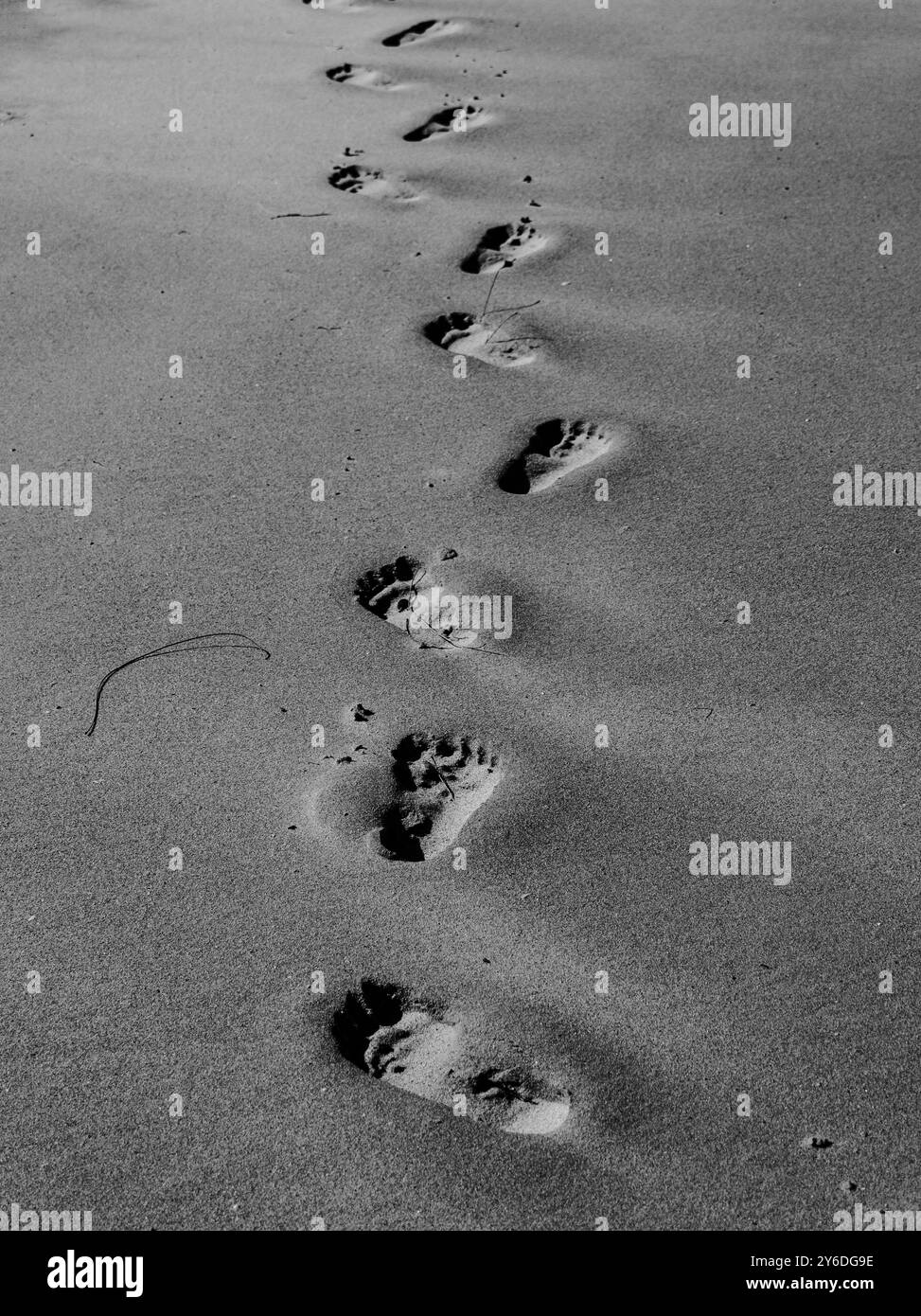 Black and white photo of footprints in the sand on a beach, showing a ...