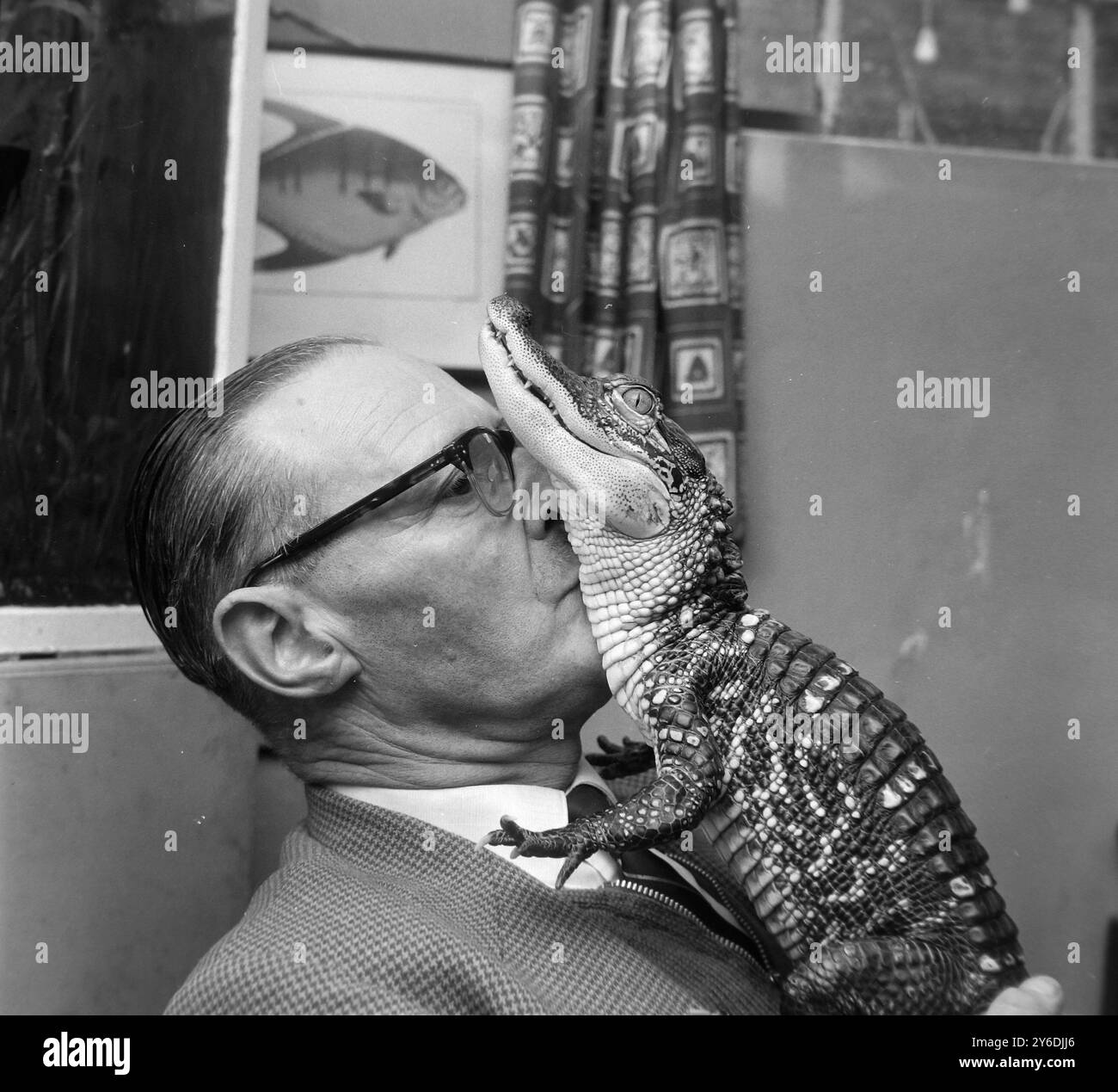 JOHN EDWARDS WITH CHARLIE THE ALLIGATOR IN LONDON / ; 2 MAY 1963 Stock ...