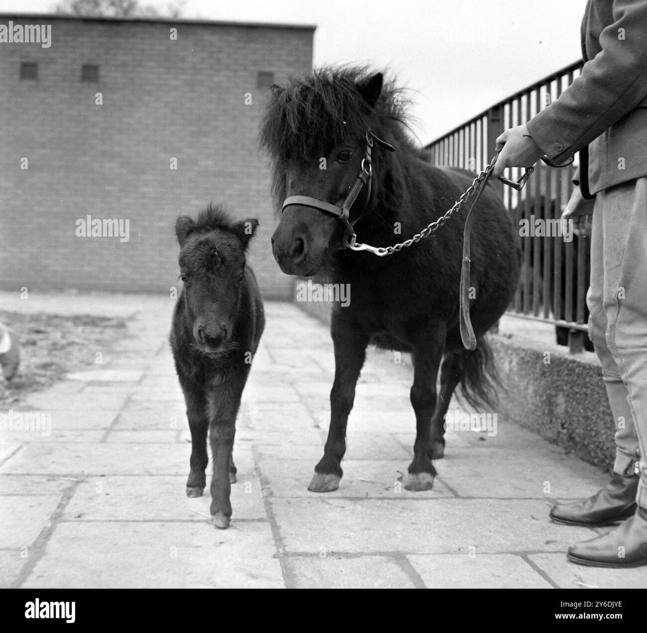 SHETLAND PONY WITH A FOAL AT WHIPSNADE ZOO ; 2 MAY 1963 Stock Photo - Alamy