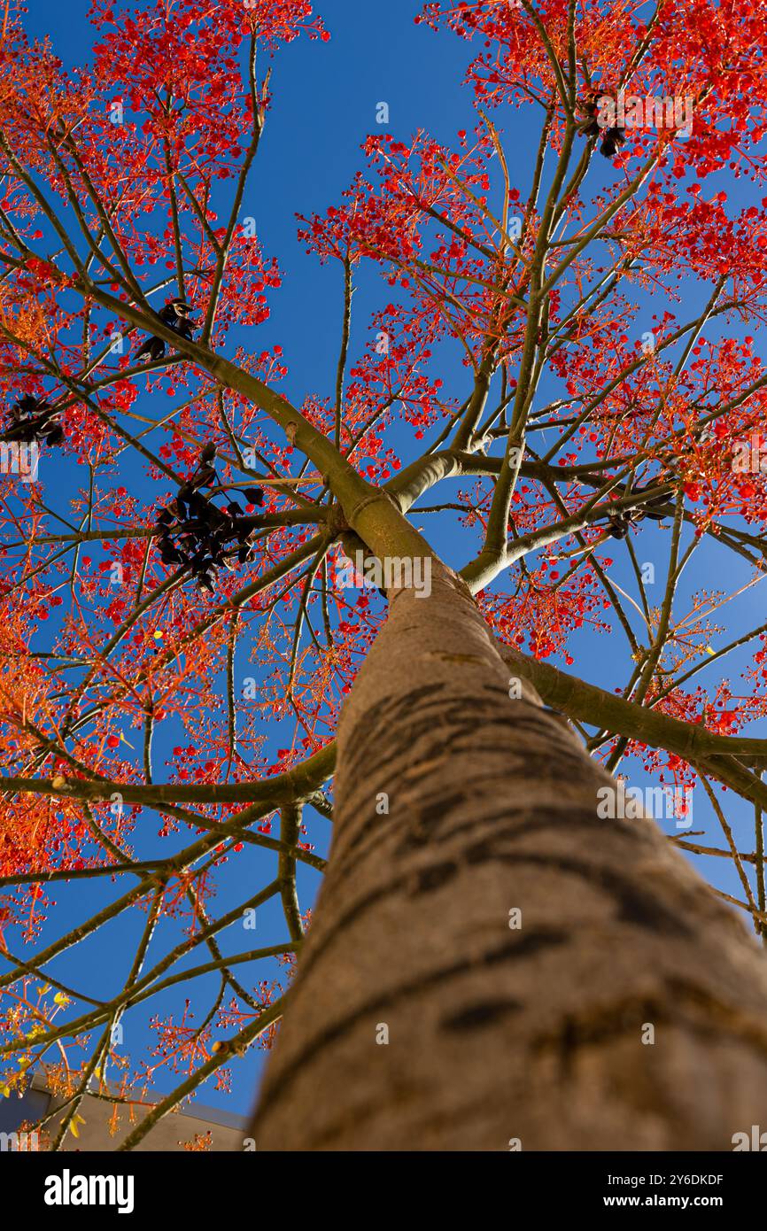 perspective from below of a beautiful tree where we see its branches ...
