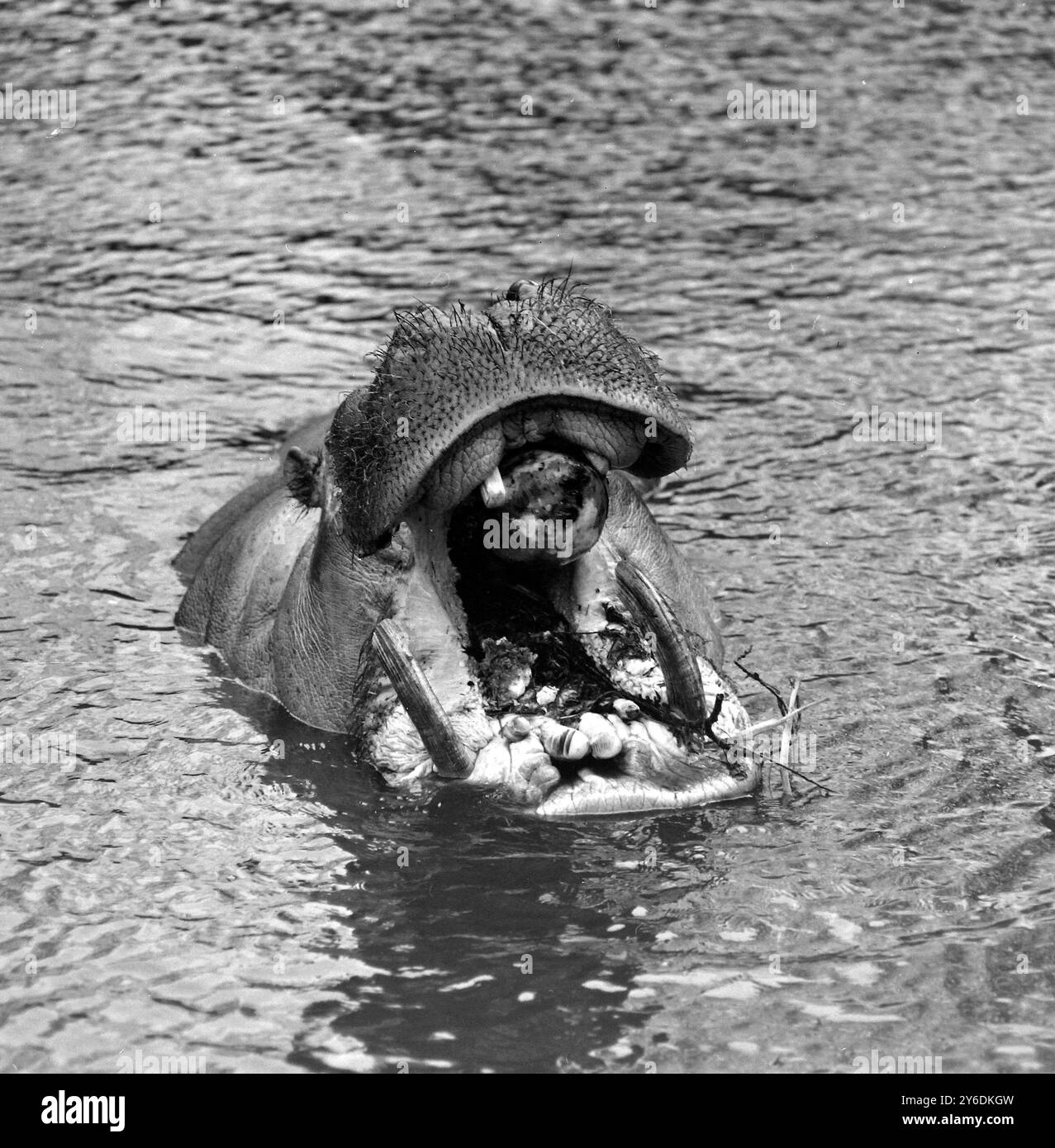 In april 1963 Black and White Stock Photos & Images - Alamy