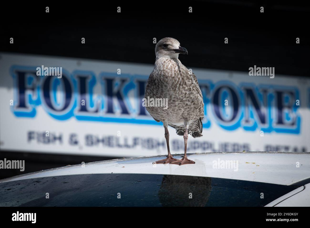 Folkestone port hi-res stock photography and images - Alamy