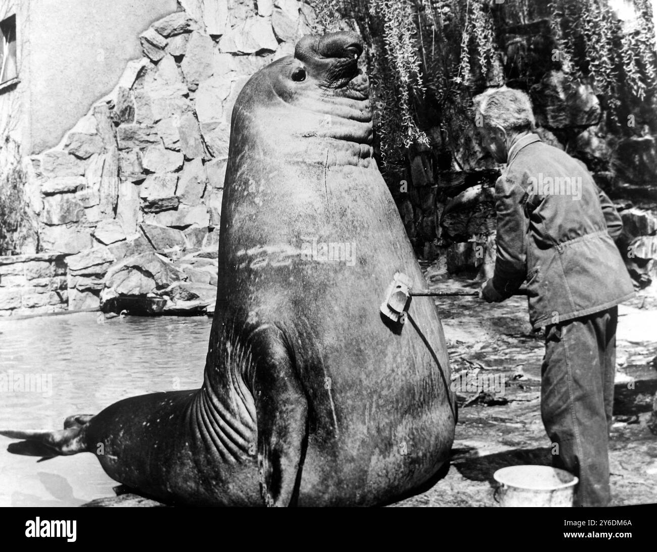 FRANZ ECK CLEANS SEAL ELEPHANT AT FRANKFURT ZOO / ; 23 APRIL 1963 Stock ...