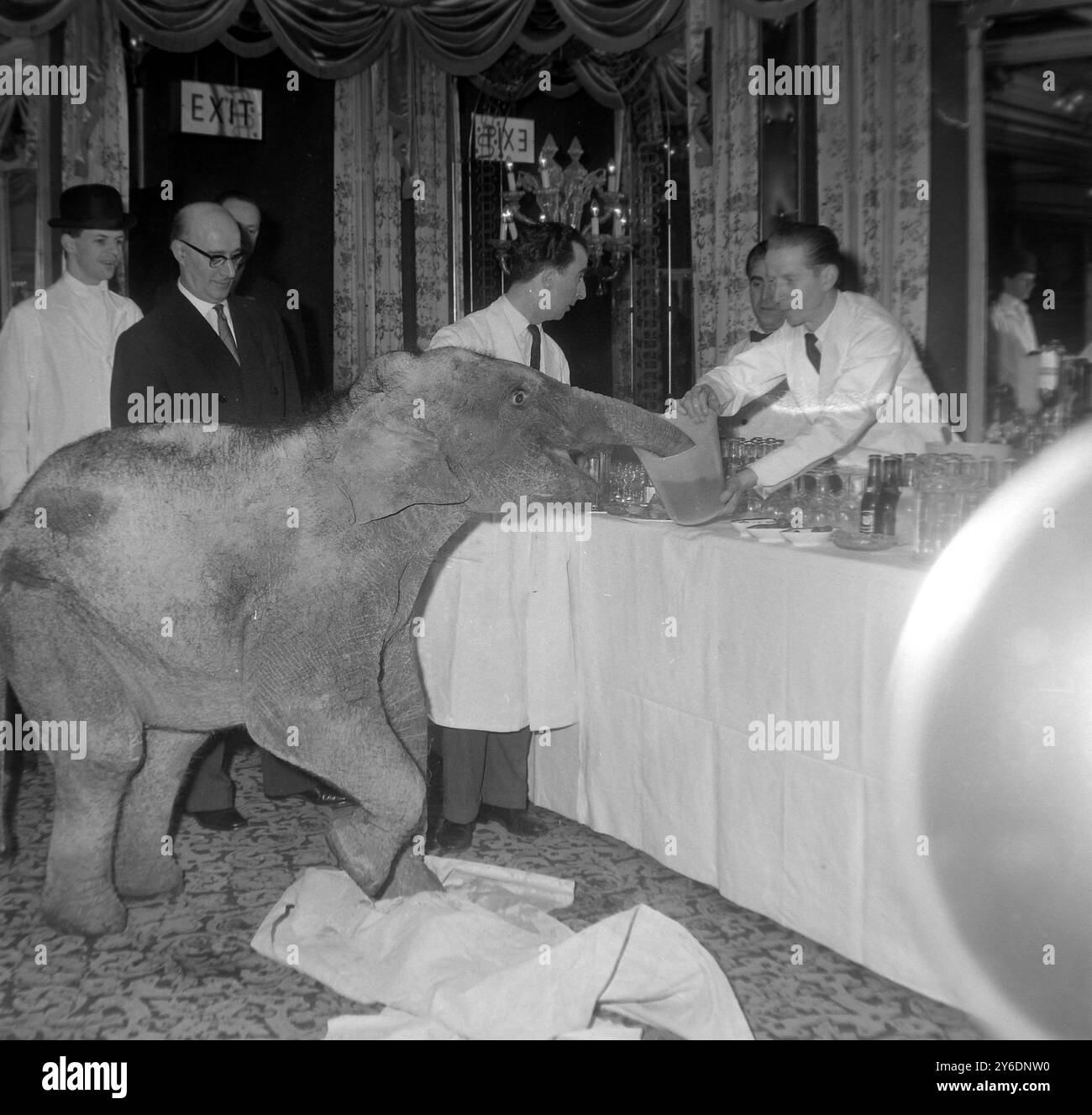 Elephant a cafe by hi-res stock photography and images - Alamy