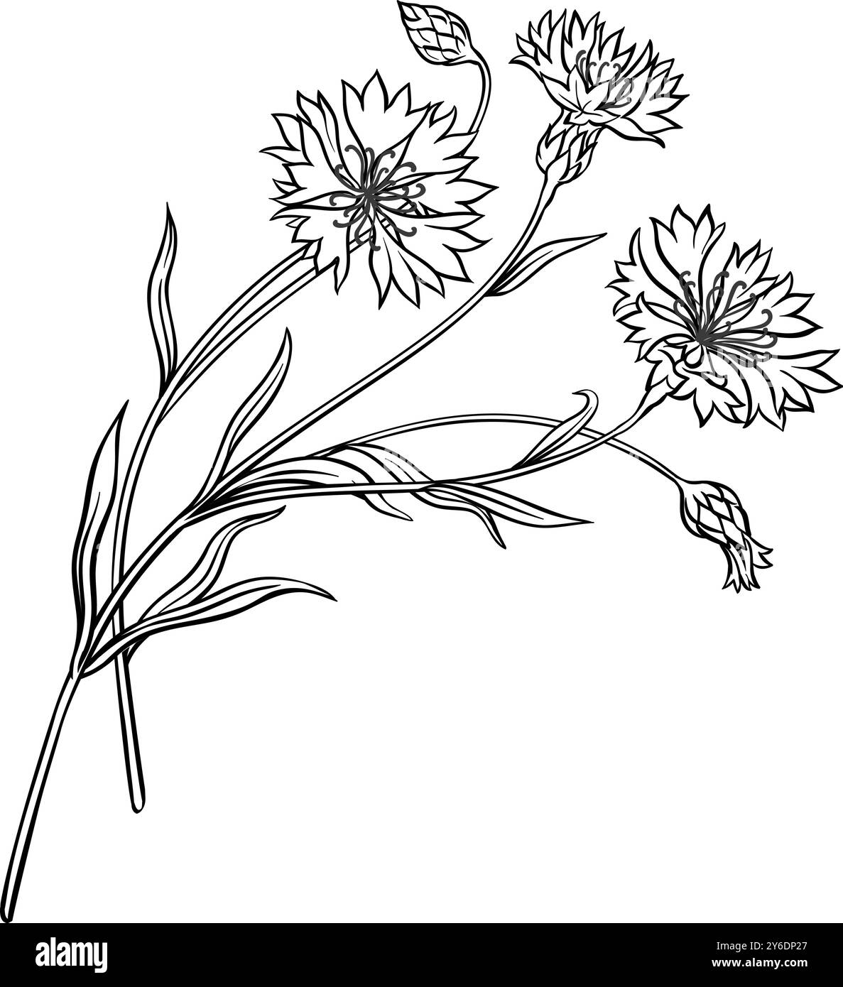 Cornflower Plant Isolated Outline Illustration Stock Vector Image & Art ...