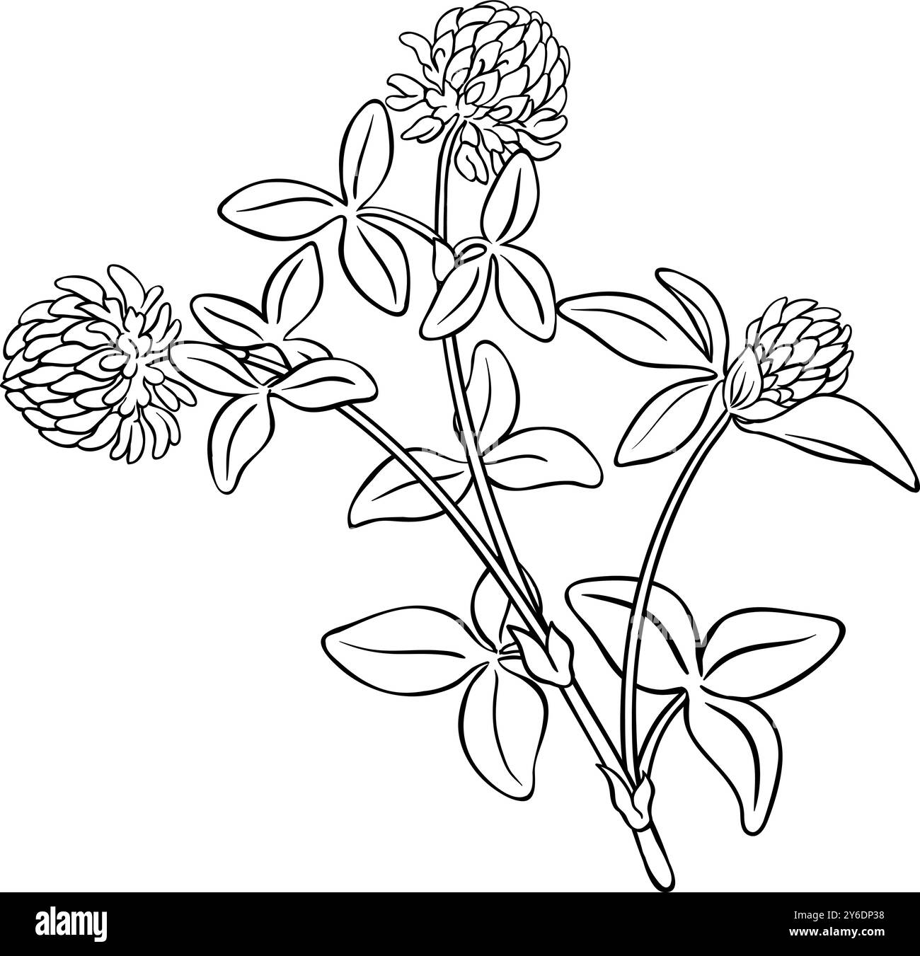 Clover Plant with Flowers Outline Illustration Stock Vector Image & Art ...