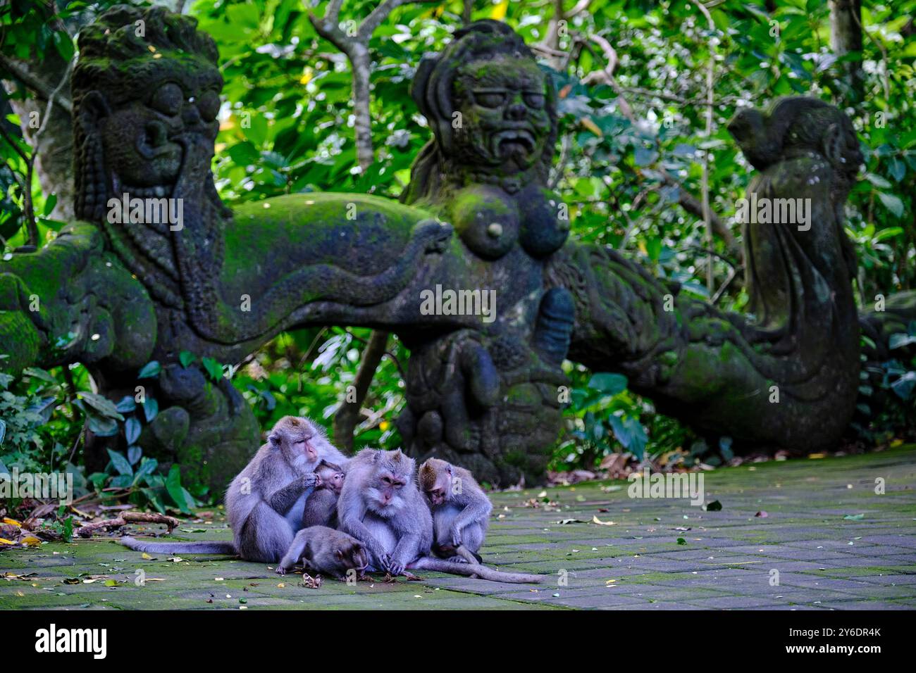 Indonesia, Bali, Ubud town, monkey forest, macaque Stock Photo - Alamy