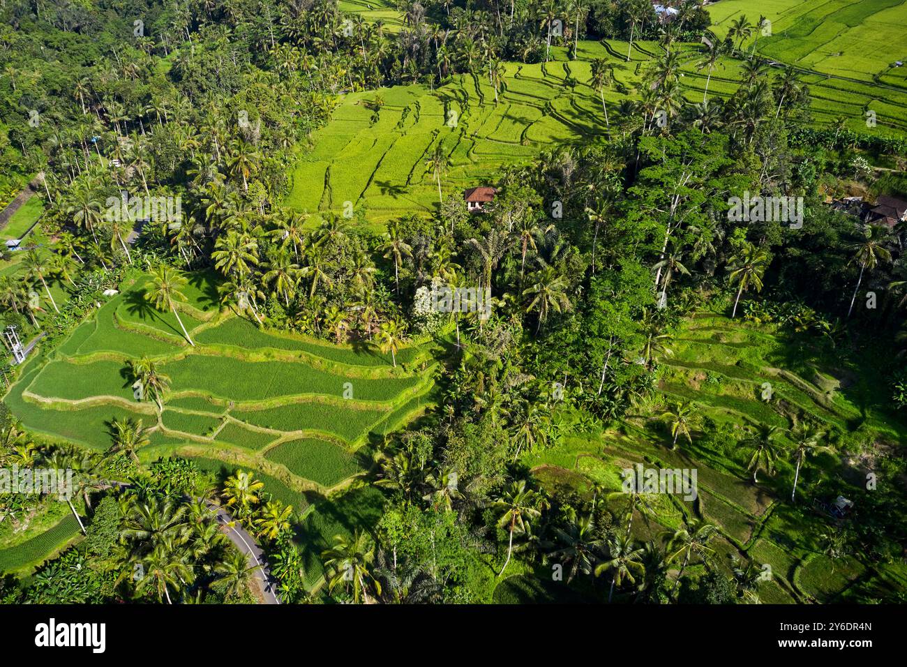 Indonesia, Bali, Ubud, Tegallalang, Ceking Rice Terraces Stock Photo ...