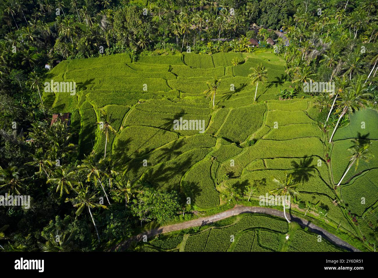 Rice terrace aerial hi-res stock photography and images - Alamy