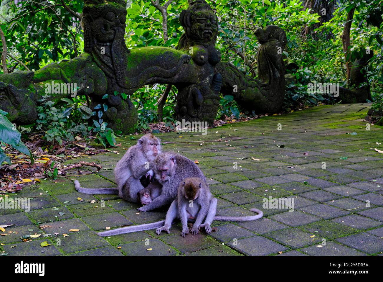 Indonesia, Bali, Ubud town, monkey forest, macaque Stock Photo - Alamy