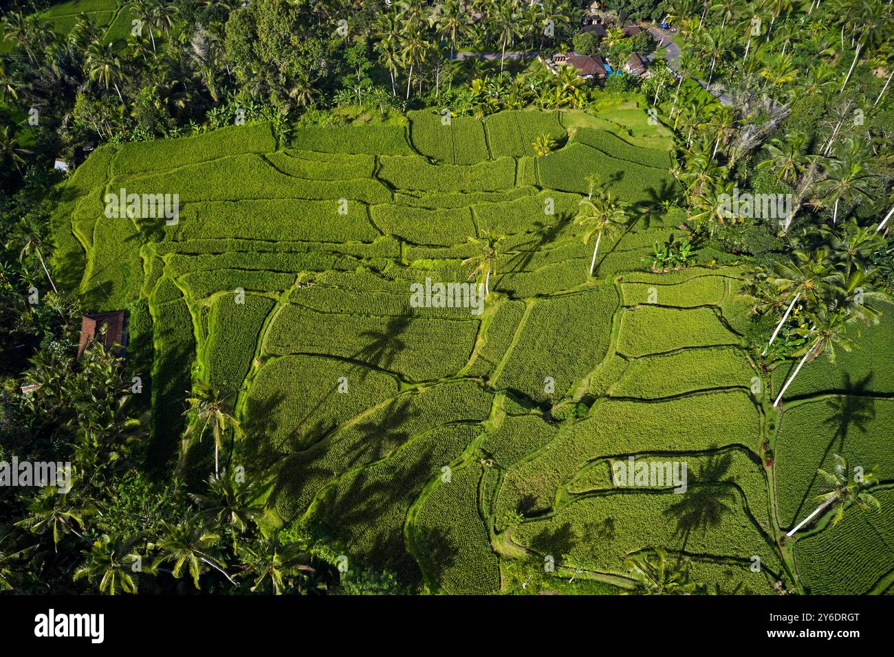Rice terrace aerial hi-res stock photography and images - Alamy