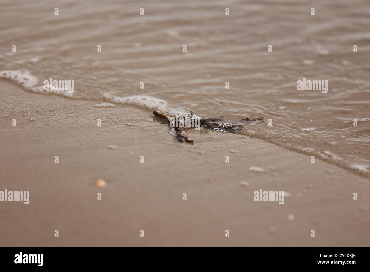 Close-up photo water lapping at a of a piece of algae on the beach ...