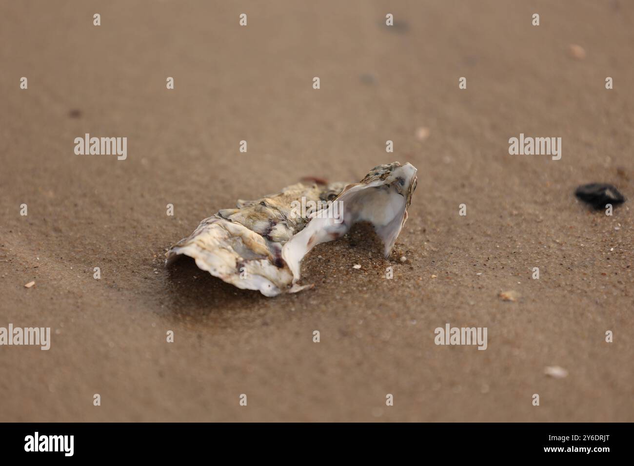 Photo of an oyster shell in glistening wet sand at the shoreline Stock ...