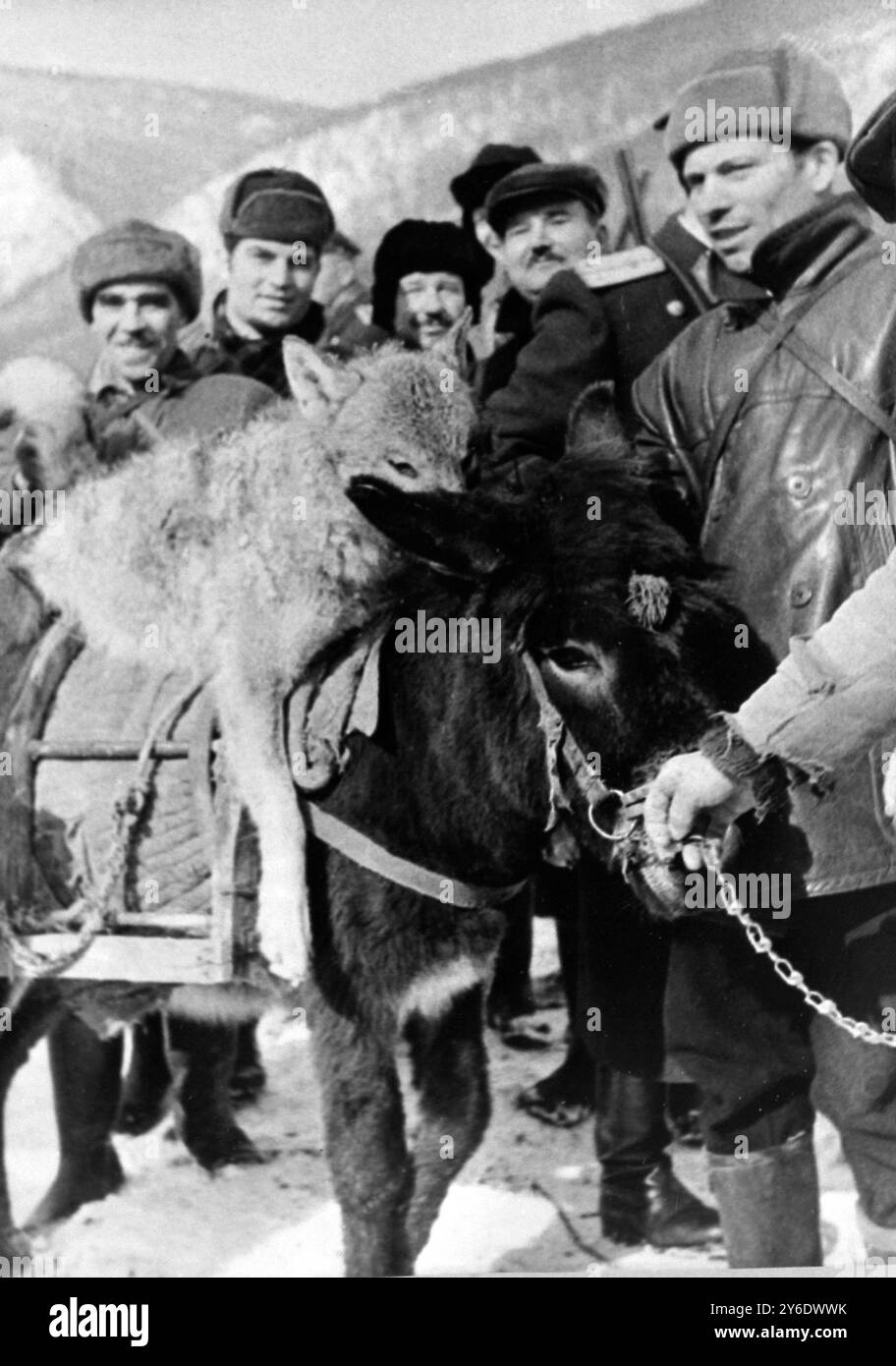 HUNTING WOLF HUNTERS PUT DEAD WOLF ON DONKEY IN BULGARIA ; 6 MARCH 1963 ...