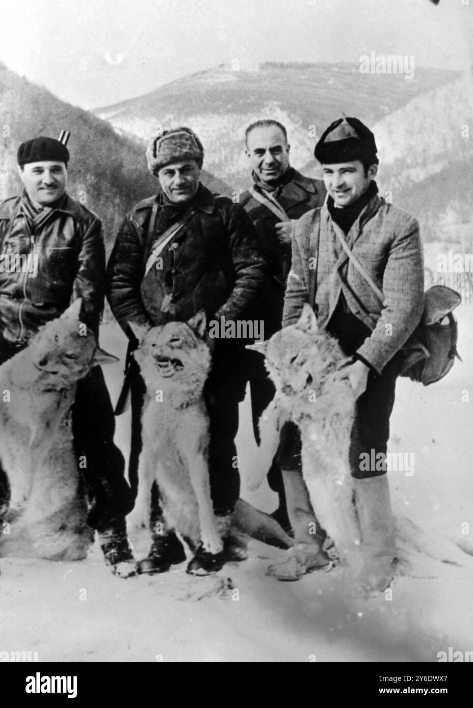 HUNTING WOLF HUNTERS COUNT DEAD WOLVES IN BULGARIA ; 6 MARCH 1963 Stock ...