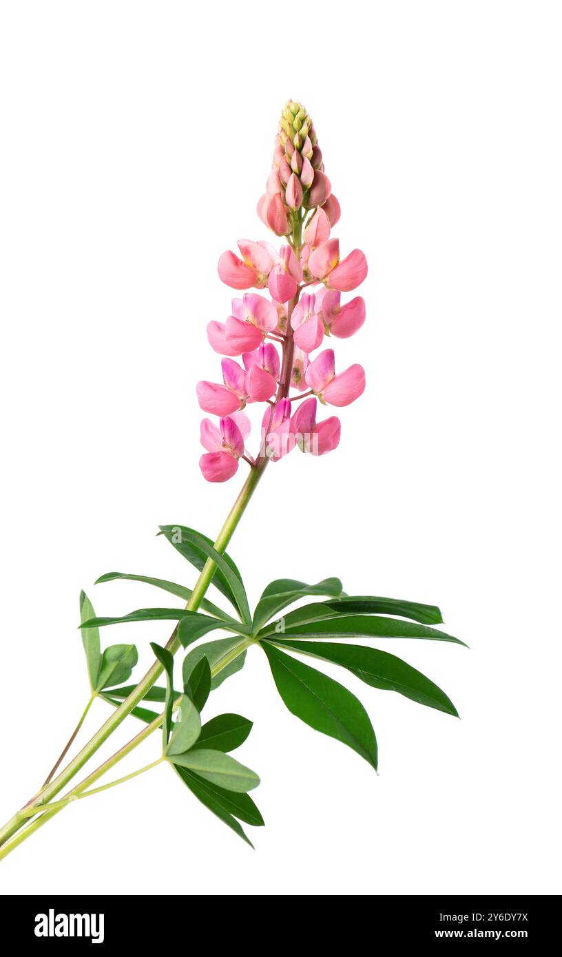 Pink lupine flower isolated on white background. Bunch of colorful ...