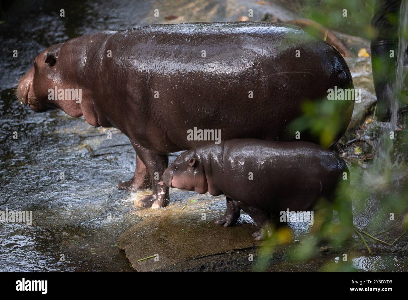 Moo Deng, a 2-month-old female pygmy hippo, stands next to her mother ...