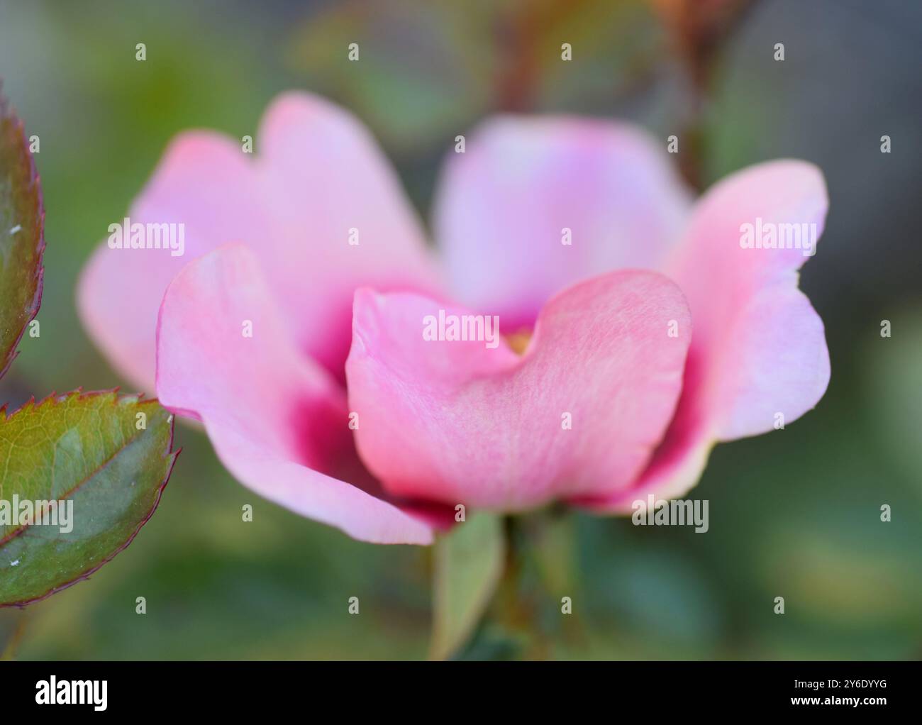 for your eyes only rose Stock Photo - Alamy