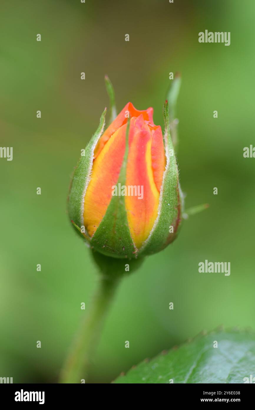 Precious amber rose hi-res stock photography and images - Alamy
