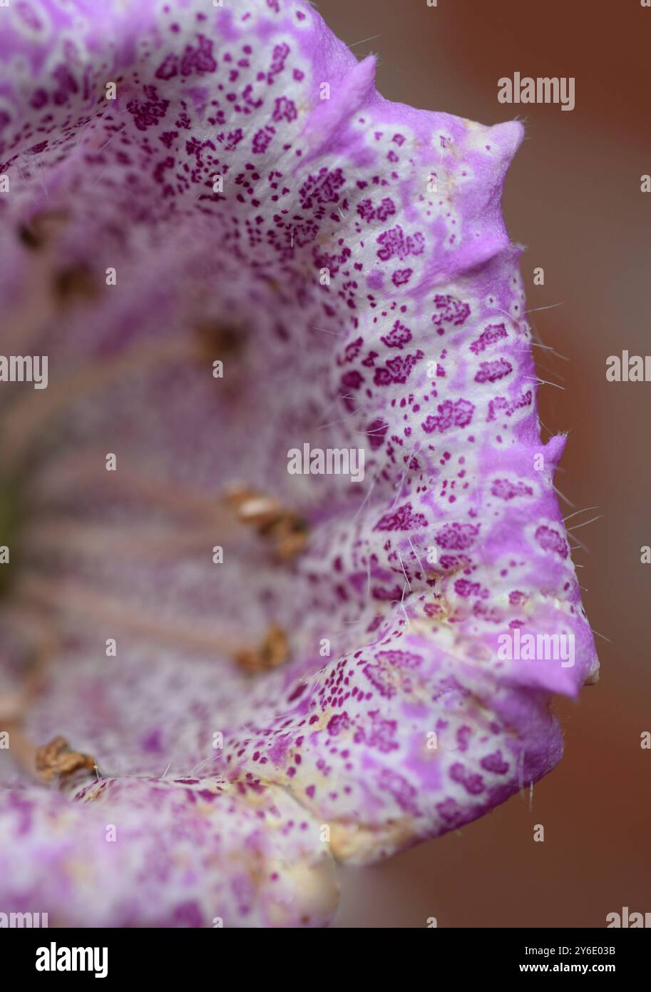Peloric flowers hi-res stock photography and images - Alamy