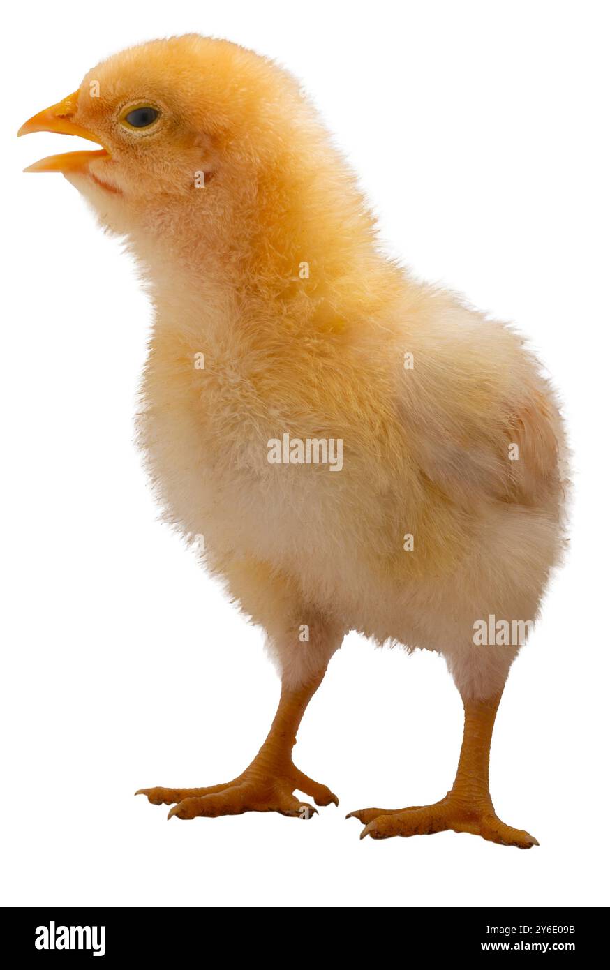 Buff Orpington chicken chick that is young and sounding an alarm ...