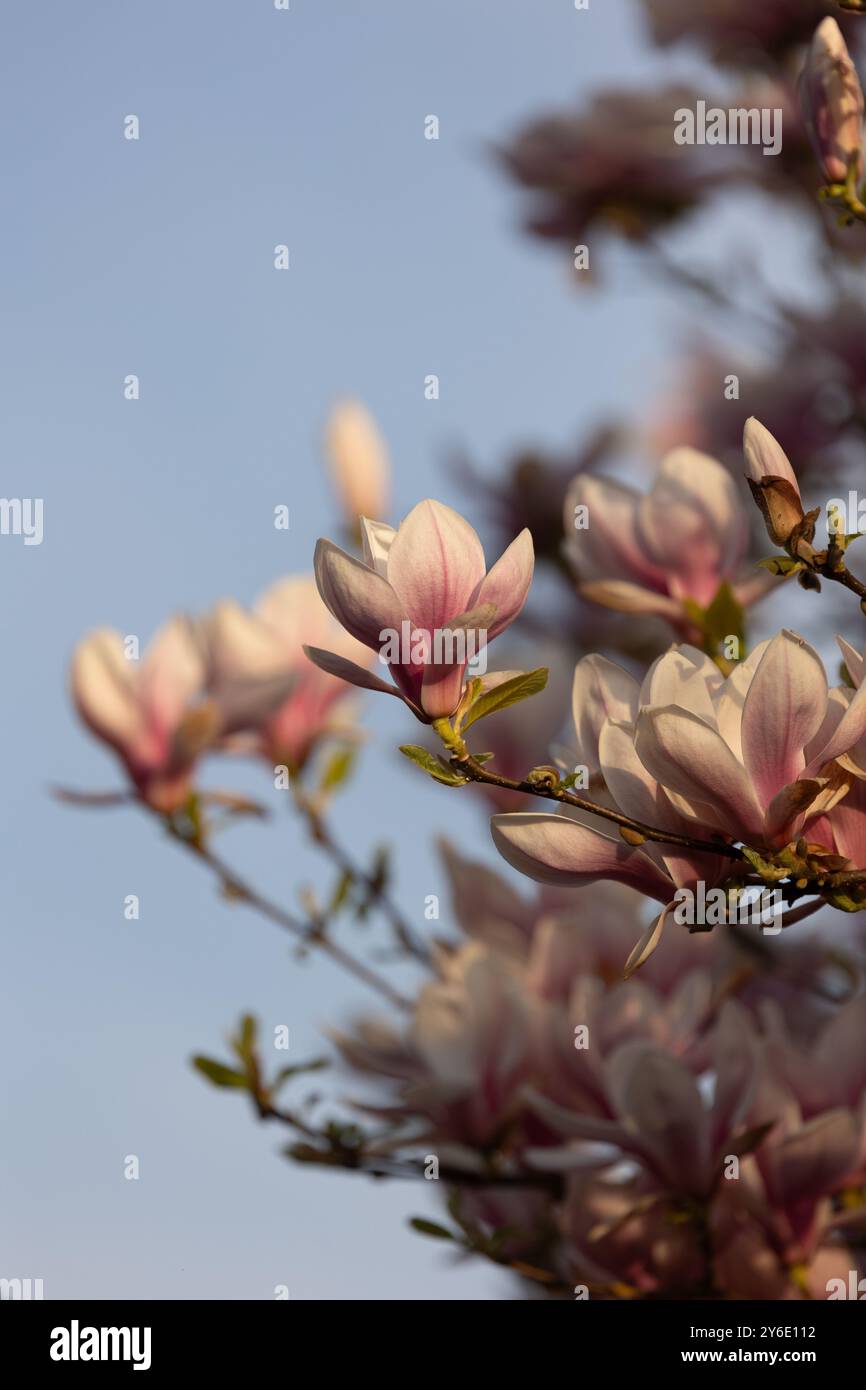 Magnolia tree full bloom hi-res stock photography and images - Alamy