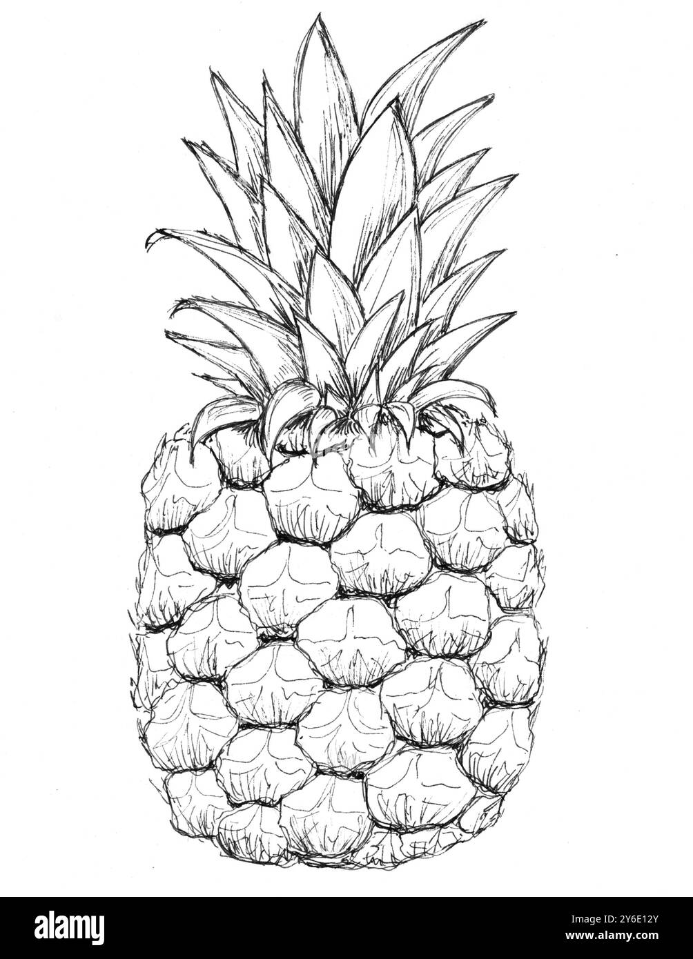Graphic art, realistic image of pineapple. Element for design, clipart ...