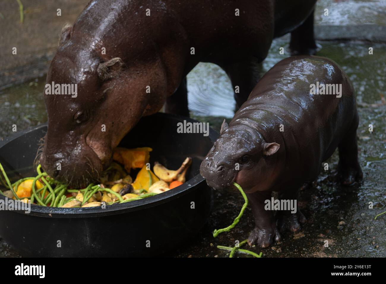 Moo Deng, a 2-month-old female pygmy hippo, stands next to her mother ...