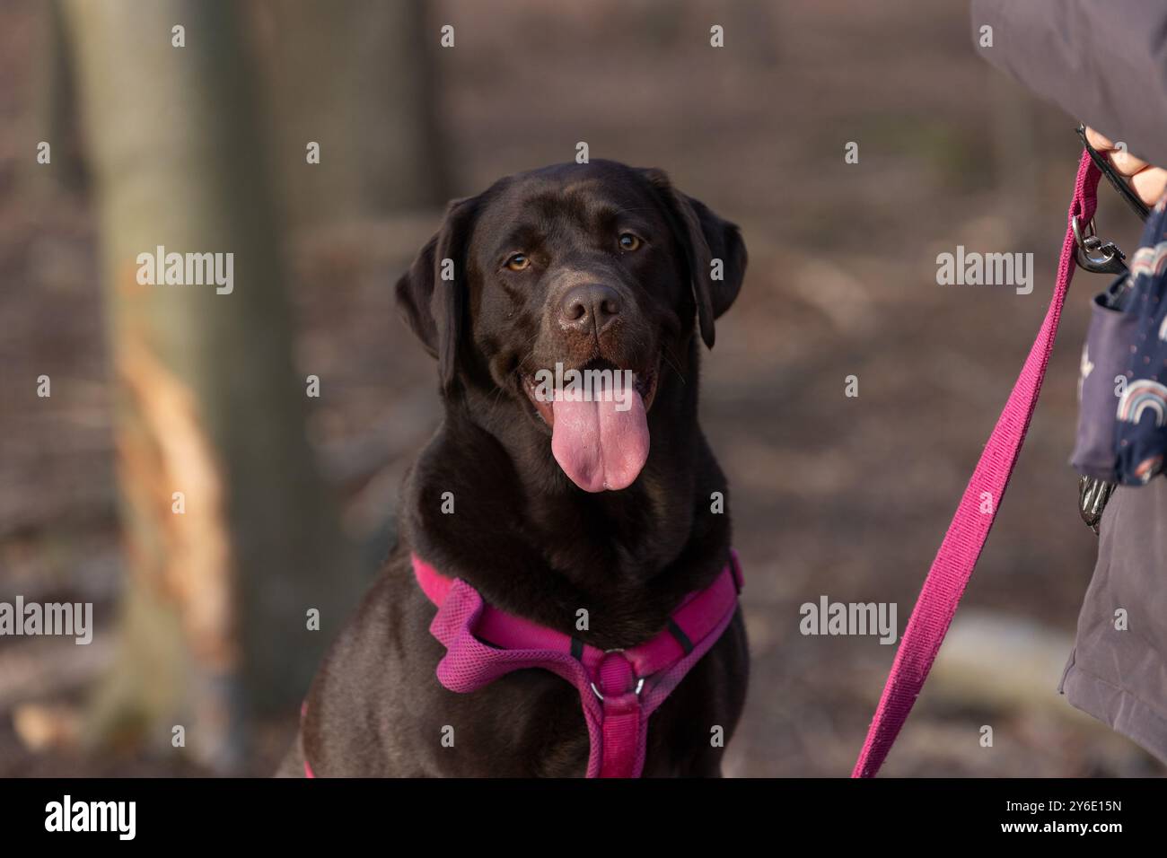 Photo of a friendly looking Labrador Stock Photo - Alamy