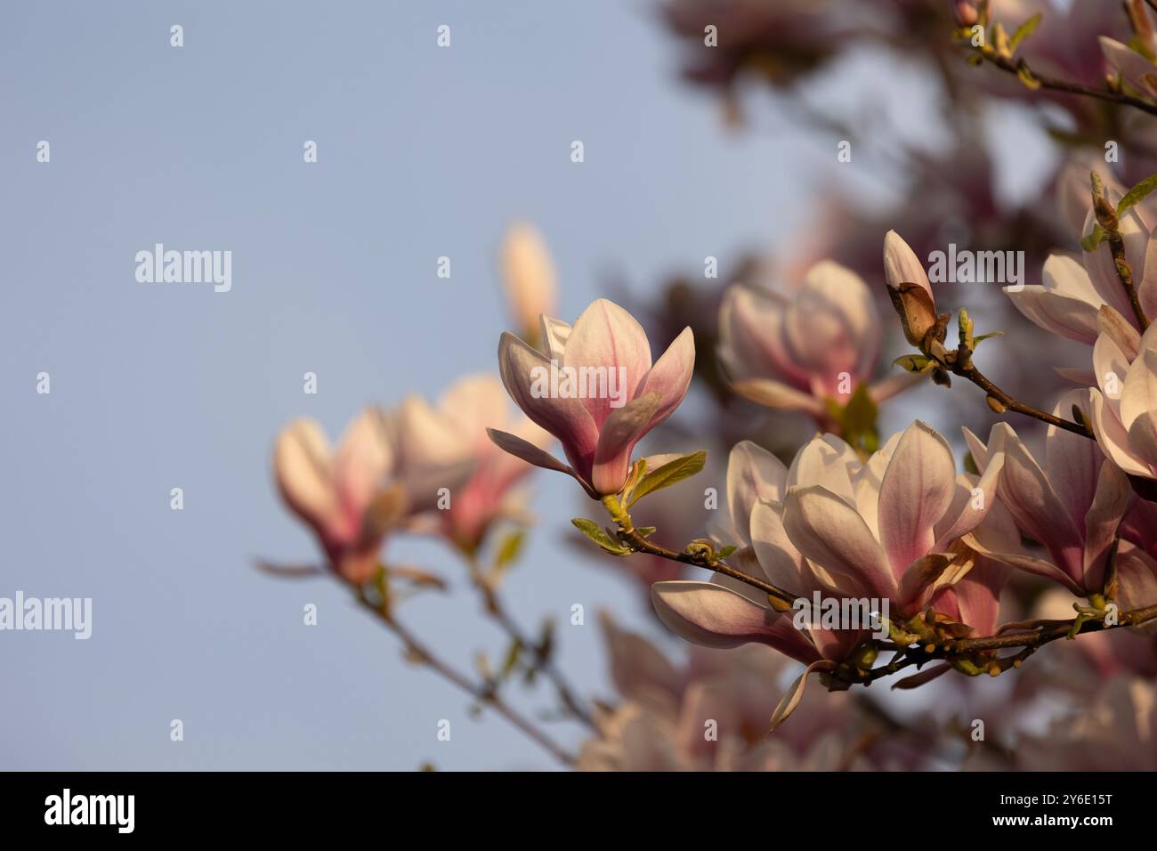 Magnolia tree full bloom hi-res stock photography and images - Alamy