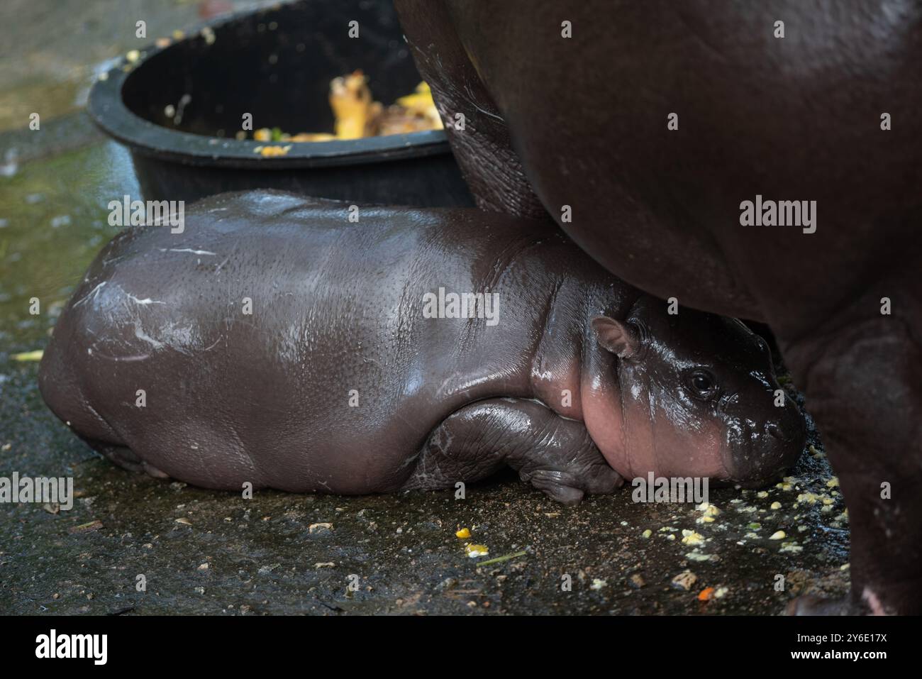 Moo Deng, a 2-month-old female pygmy hippo, became a global sensation is gaining popularity ...