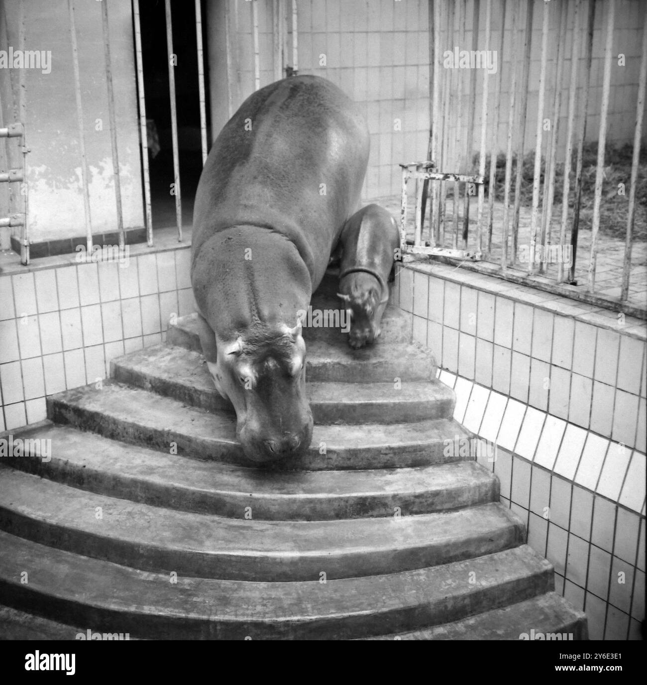 NEW BORN HIPPO AT BERLIN ZOO / ; 25 JANUARY 1963 Stock Photo - Alamy