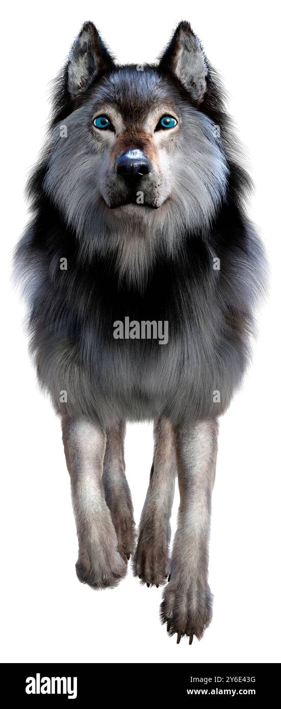 3D rendering of a big gray wolf isolated on white background Stock ...