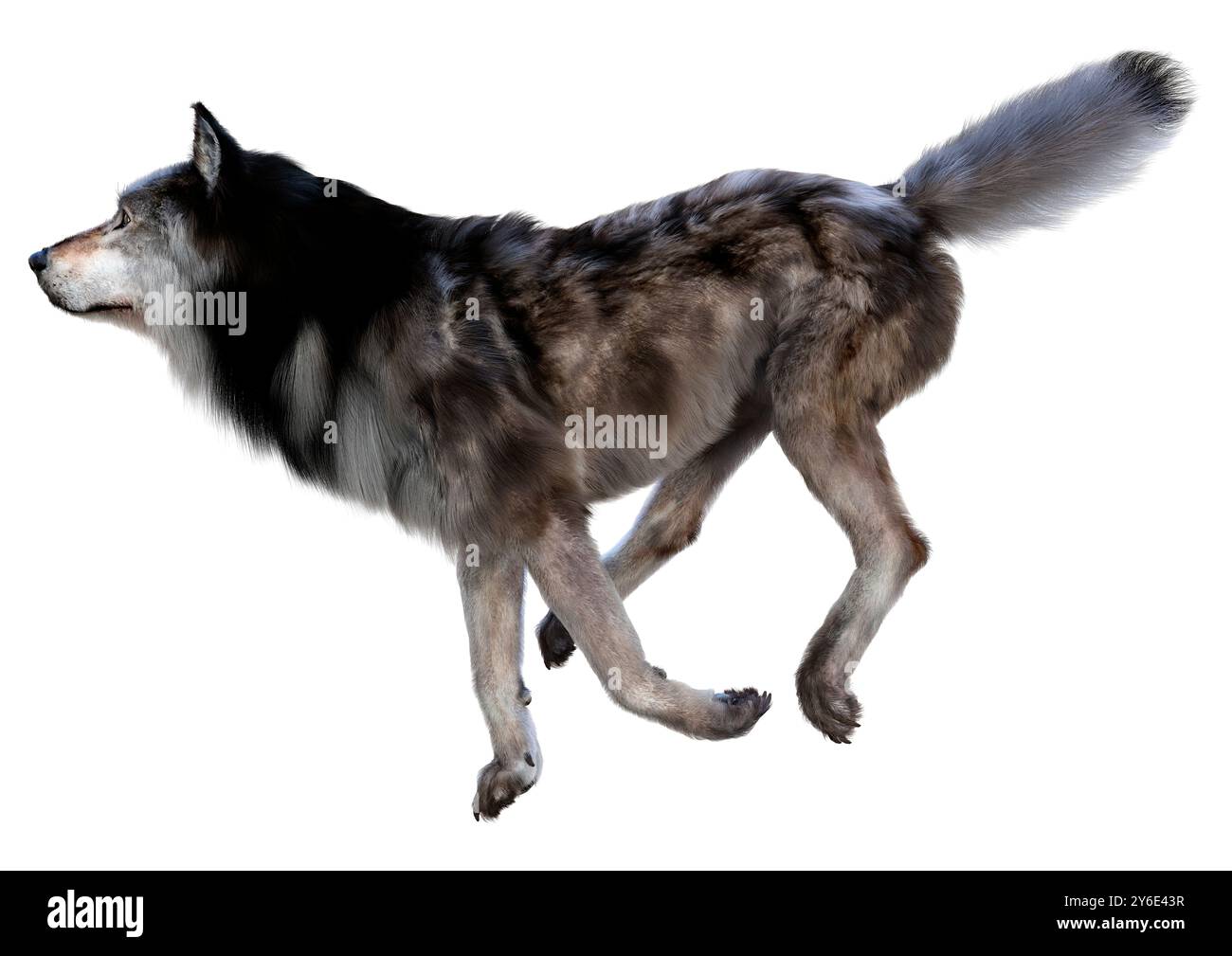 3D rendering of a big gray wolf isolated on white background Stock ...