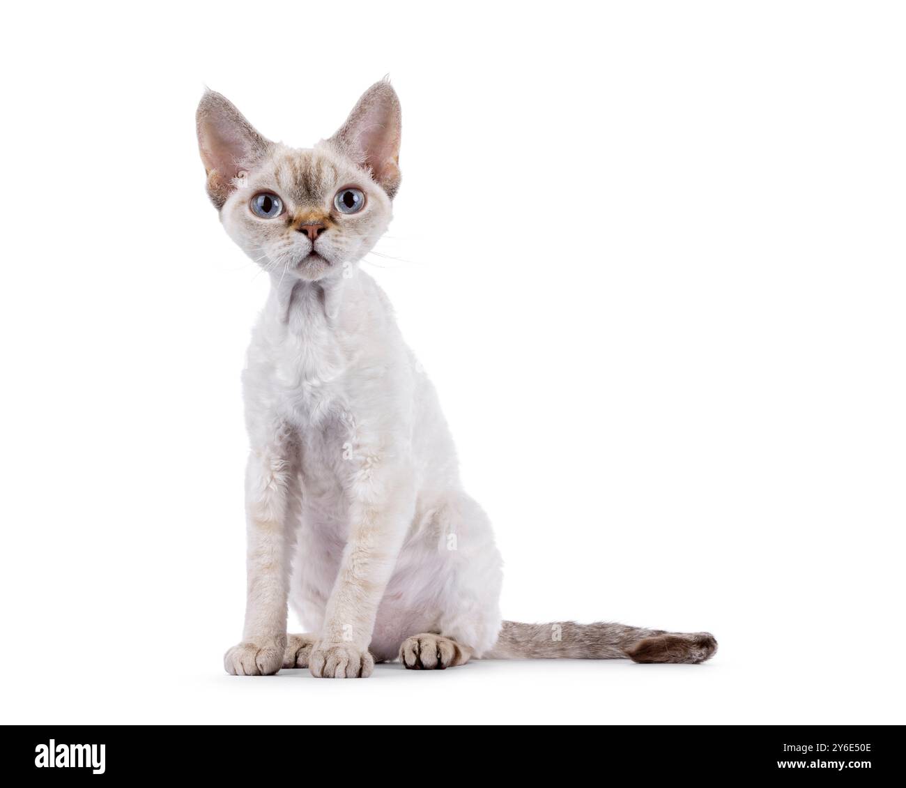 Adorable Devon Rex cat kitten, sitting up side ways. Looking straight ...