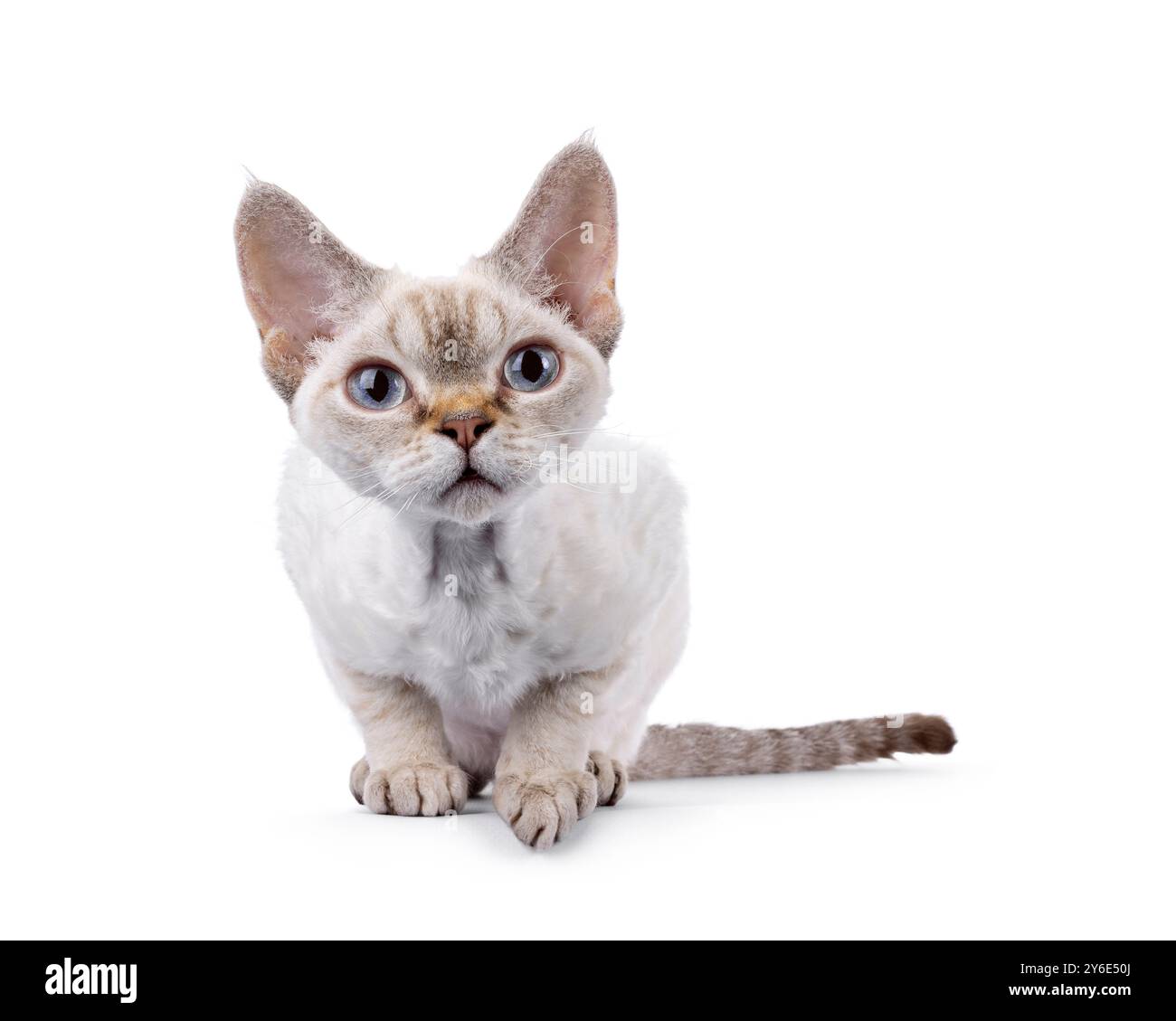 Adorable Devon Rex cat kitten, laying on edge ready to jump. Looking straight to camera with ...