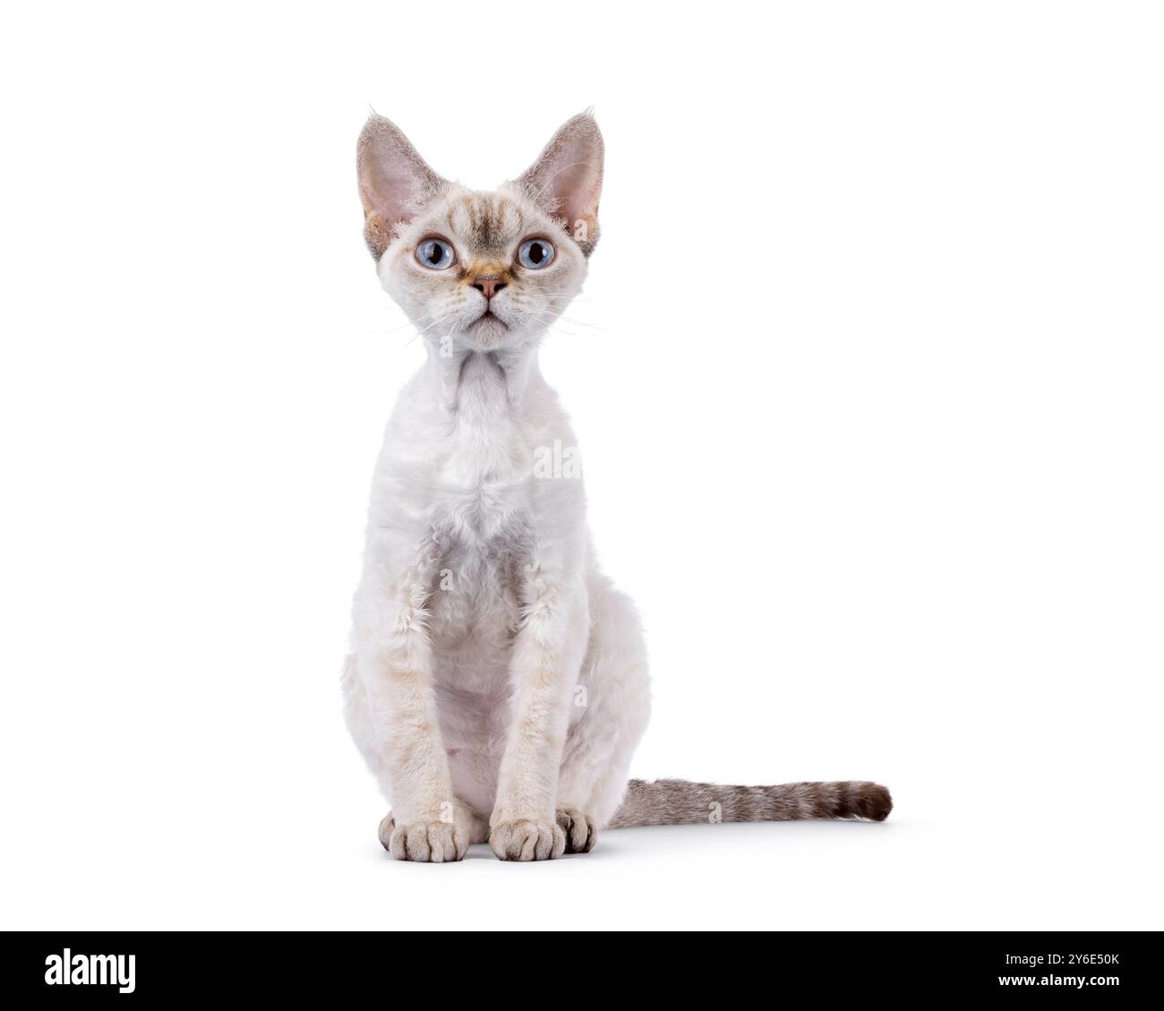 Adorable Devon Rex cat kitten, sitting up facing front. Looking ...