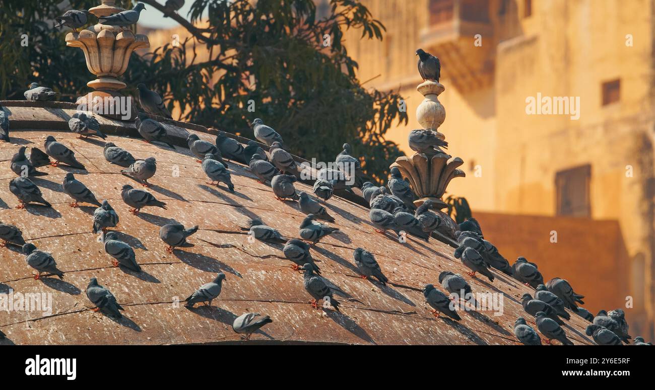 Pigeons Sitting On One Of Roofs Of Gate. Amer Fort Or Amber Fort Is ...