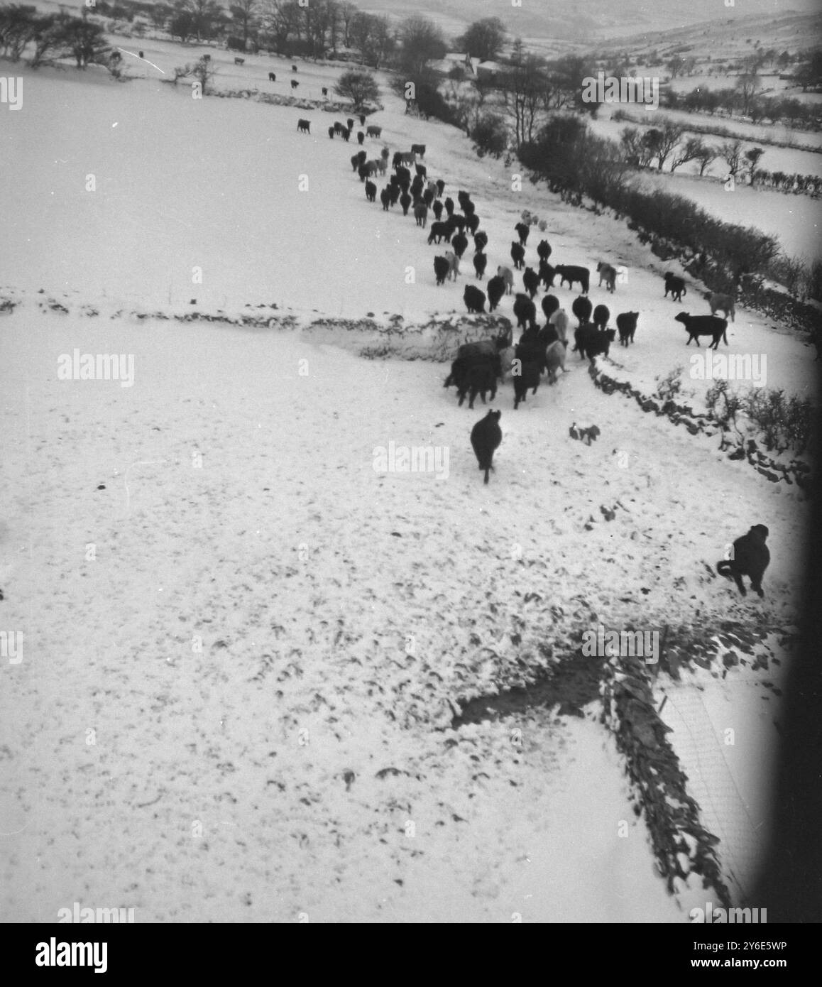 MOBILE RSPCA MISSION WITH DEVON PONIES / ; 5 JANUARY 1963 Stock Photo ...