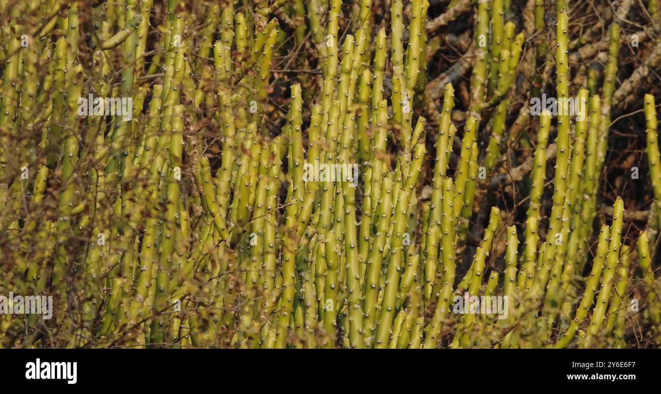 Jaipur, Rajasthan, India. Close-up View Evergreen Horsetail Growth At ...