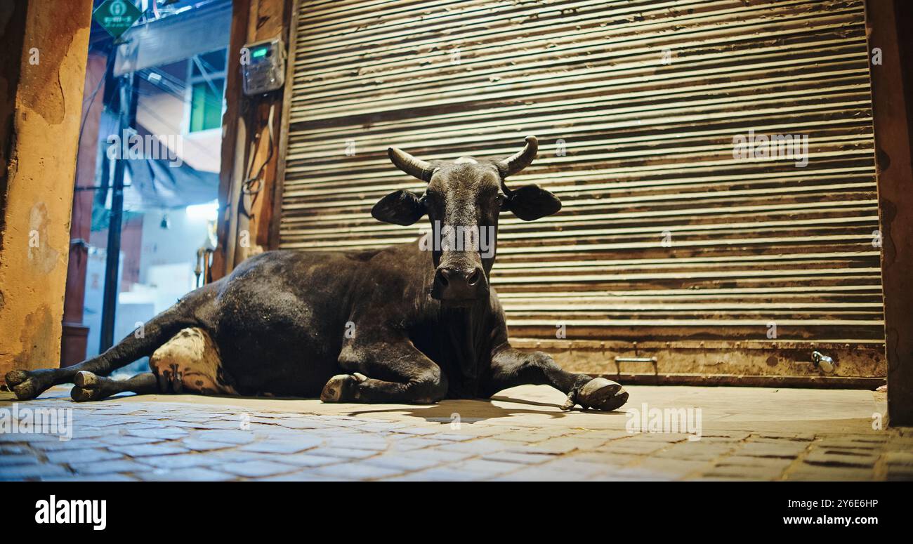 Jaipur, Rajasthan, India. Indian Sacred Cow Lay On Street. Night City ...