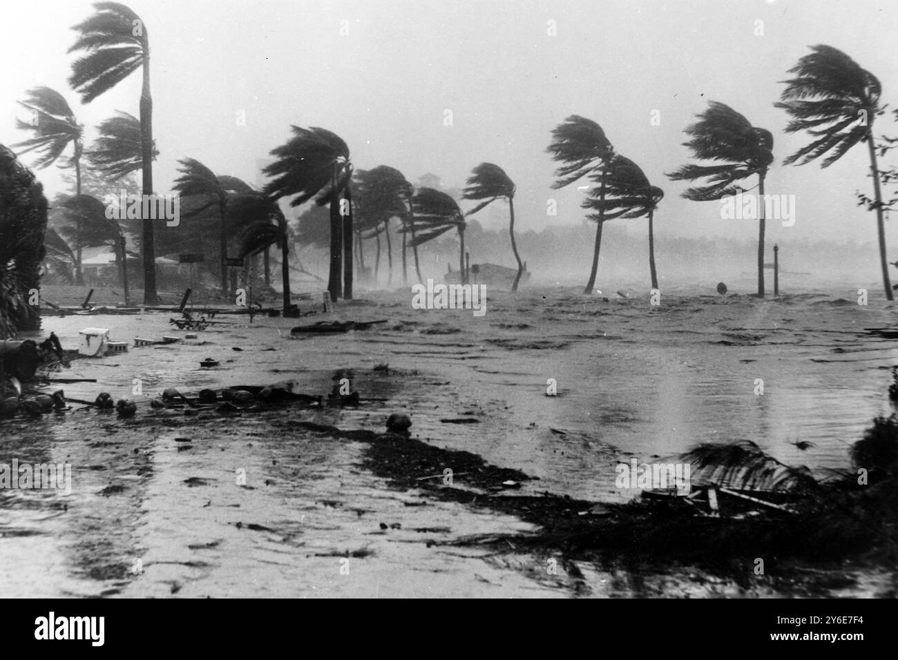 HURRICANE WINDSWEPT TREES ; 21 DECEMBER 1962 Stock Photo - Alamy