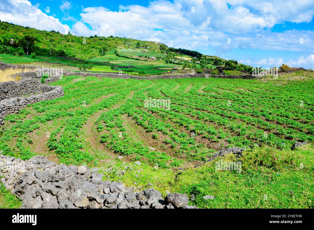 Irish potato farms in Kisoro Uganda Stock Photo - Alamy