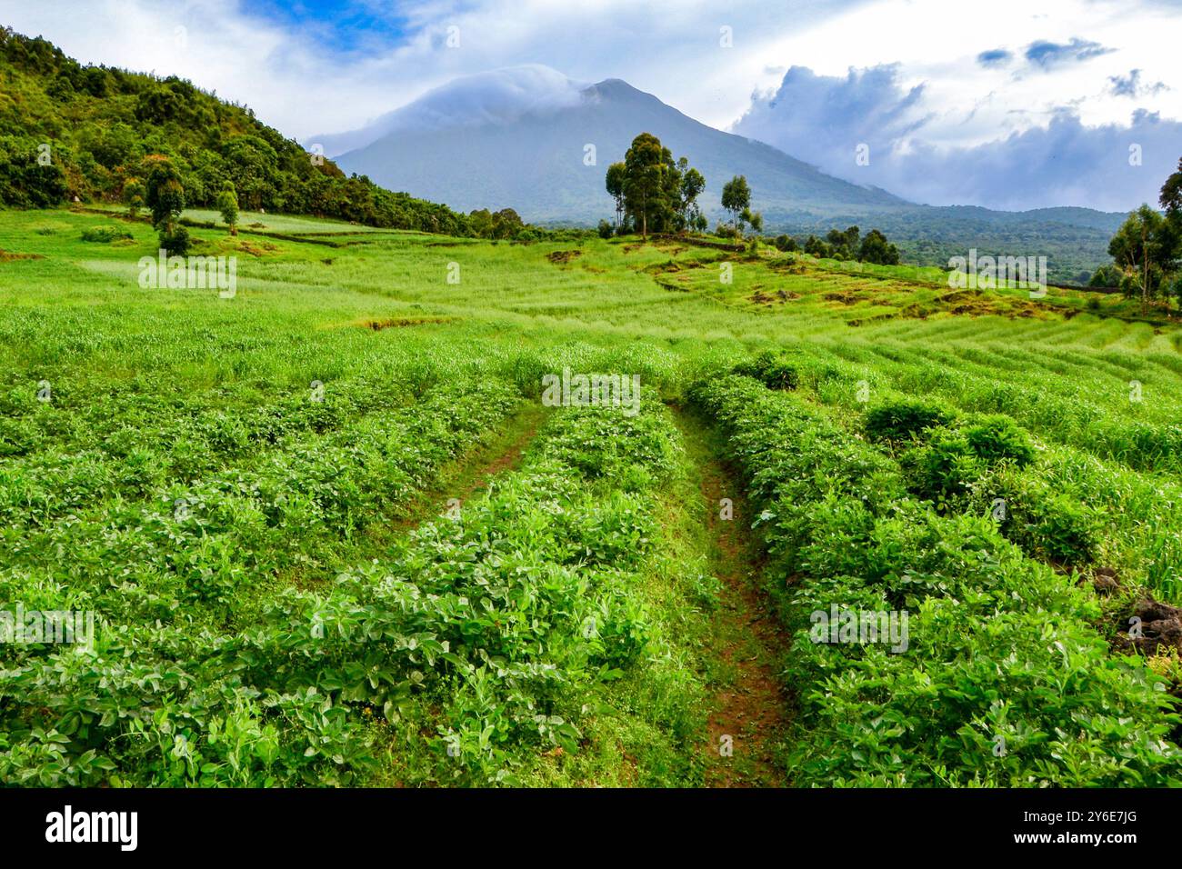 Irish potato farms in Kisoro Uganda Stock Photo - Alamy