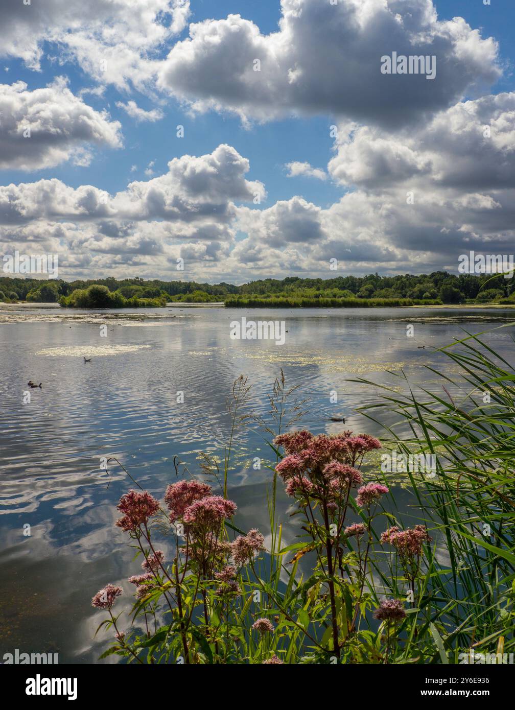 Fleet Pond Hampshire , England Stock Photo - Alamy