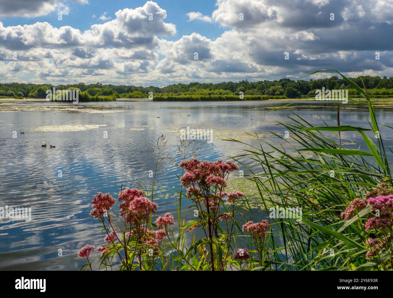 Fleet Pond Hampshire , England Stock Photo - Alamy