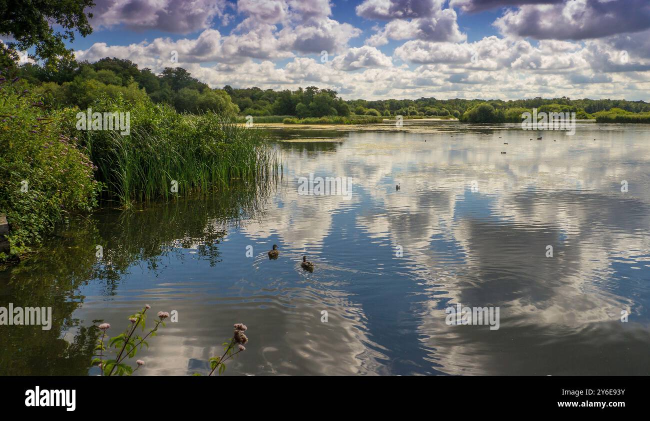 Fleet Pond Hampshire , England Stock Photo - Alamy