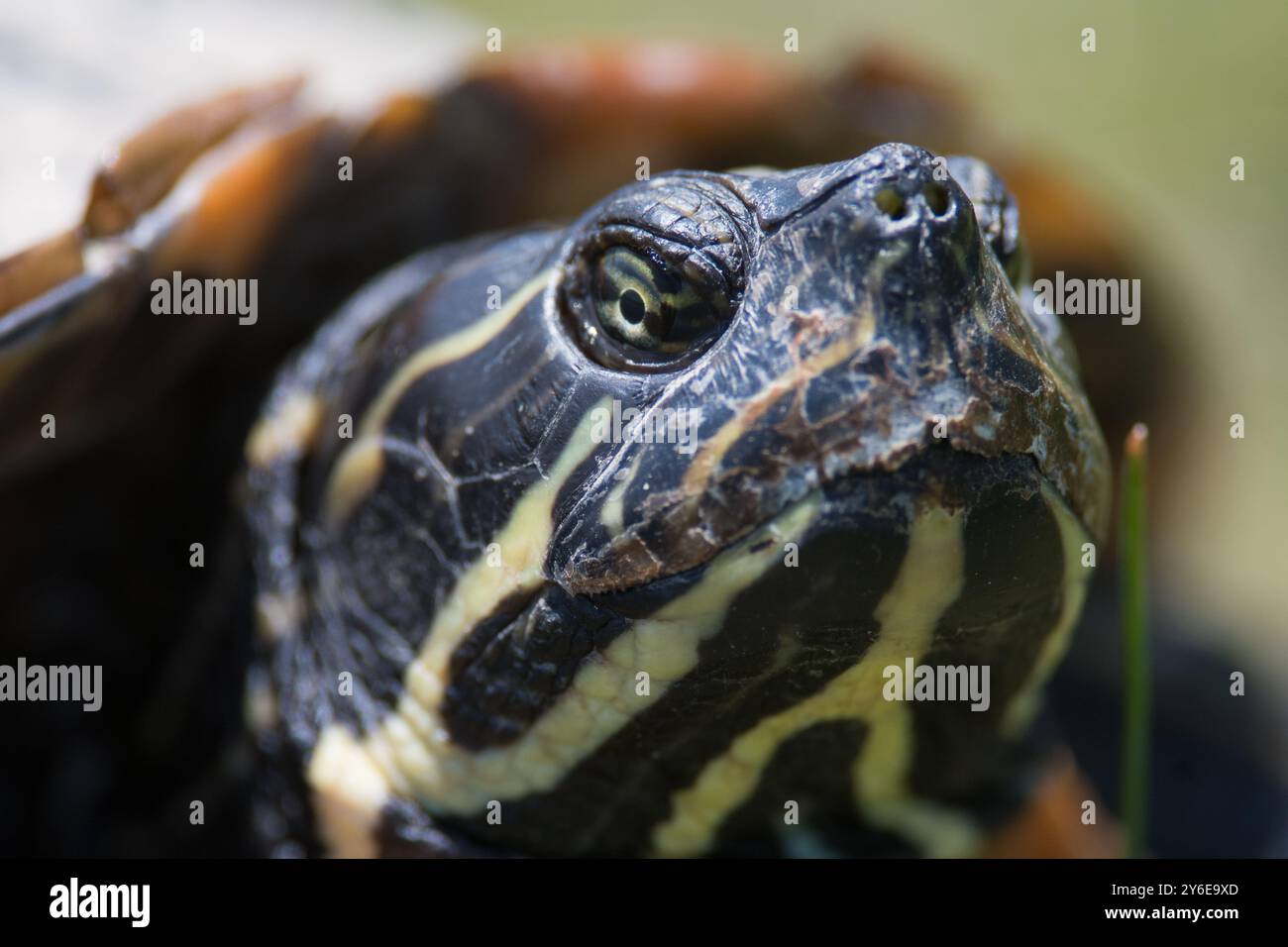 Painted turtle close up portrait Stock Photo - Alamy