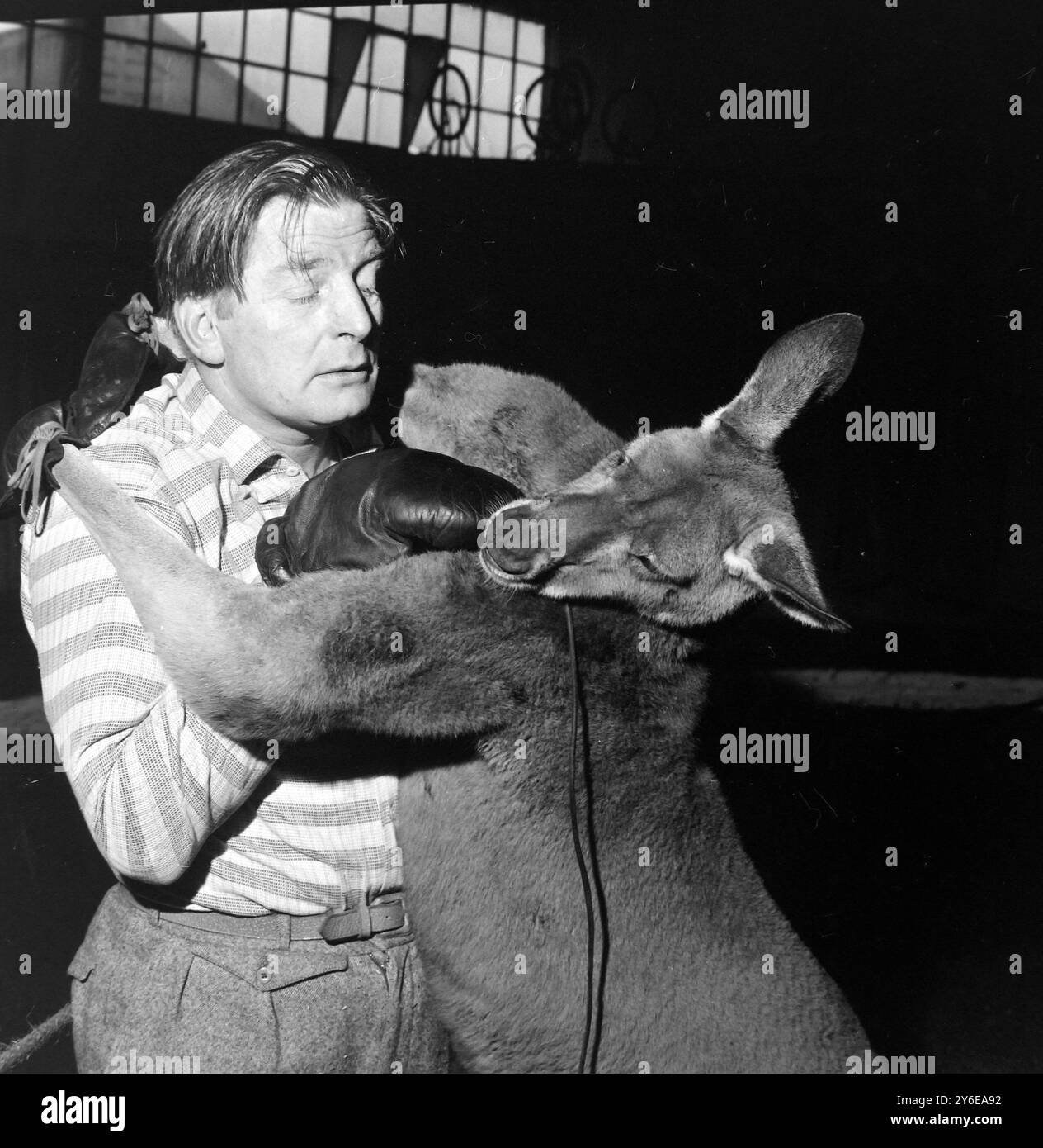 JACKO CLOWN FIGHTS KANGAROO / ; 4 DECEMBER 1962 Stock Photo - Alamy