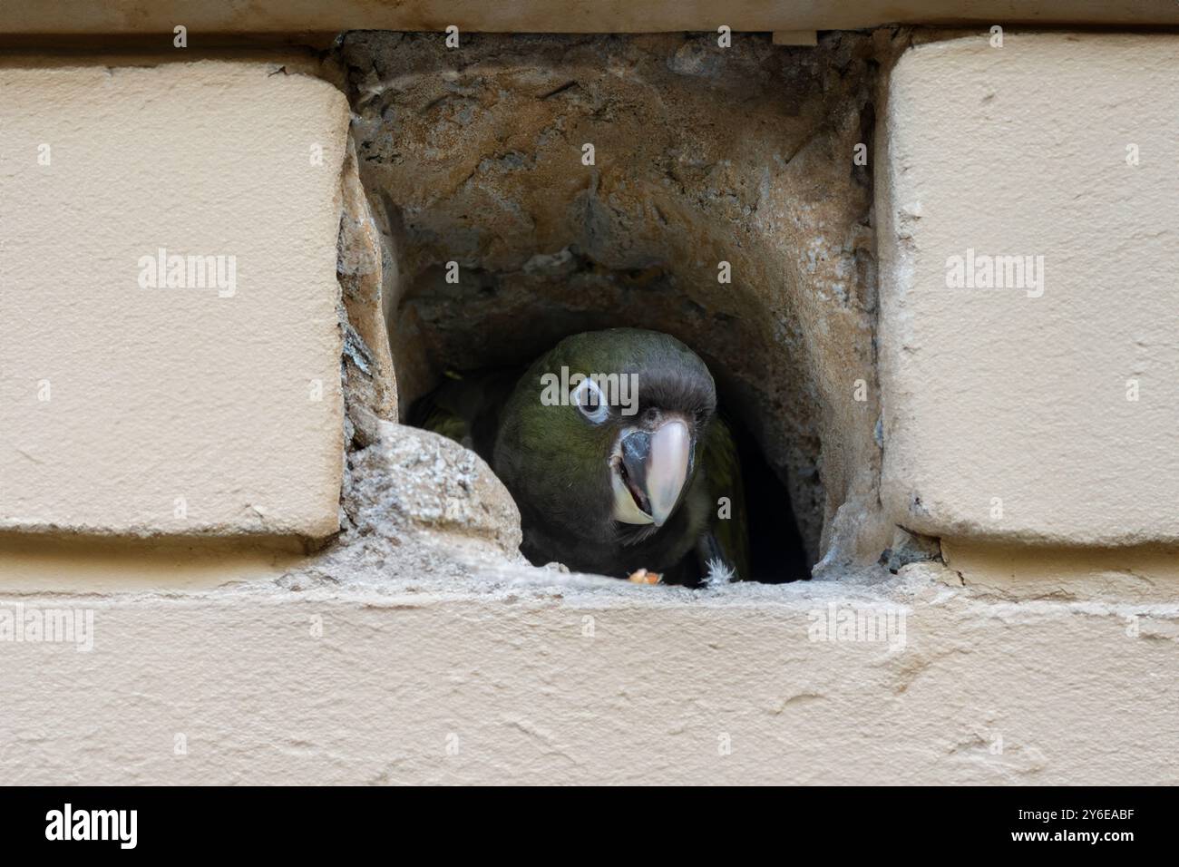 A parrot peeks out of a hole in the wall of a house Stock Photo - Alamy